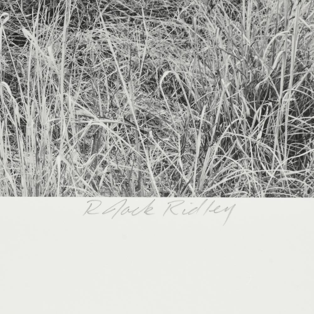 Jack Ridley | Agave (2011) | MutualArt