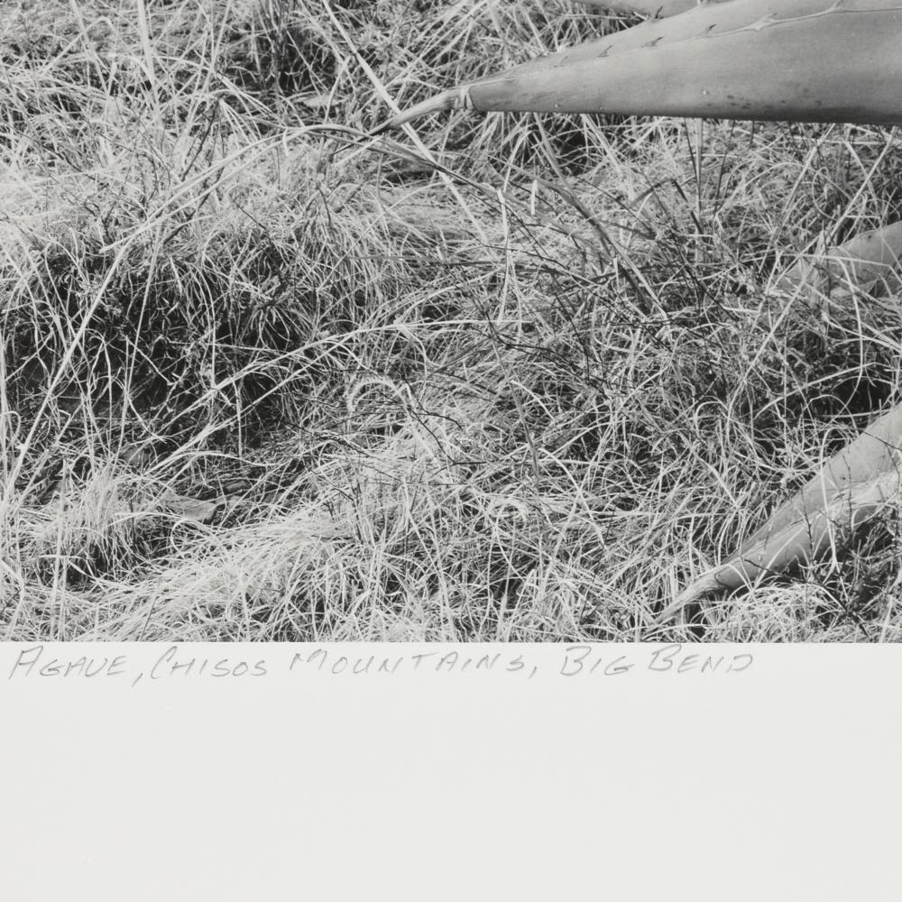 Jack Ridley | Agave (2011) | MutualArt