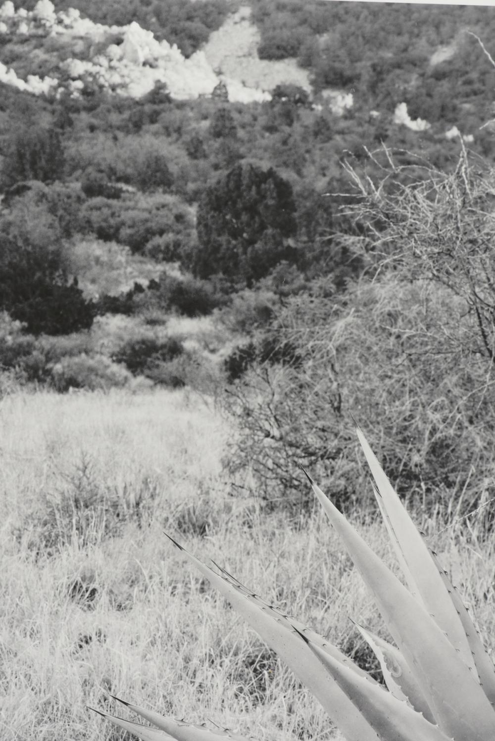 Jack Ridley | Agave (2011) | MutualArt