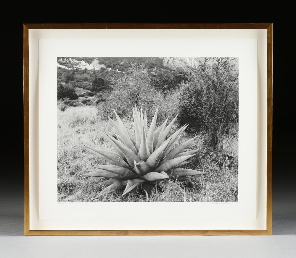 Jack Ridley | Agave (2011) | MutualArt