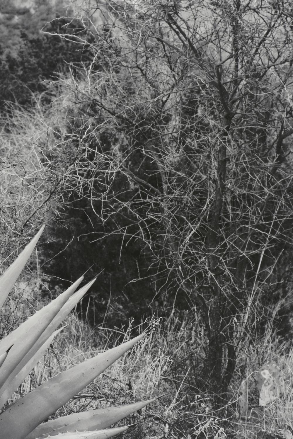 Jack Ridley | Agave (2011) | MutualArt