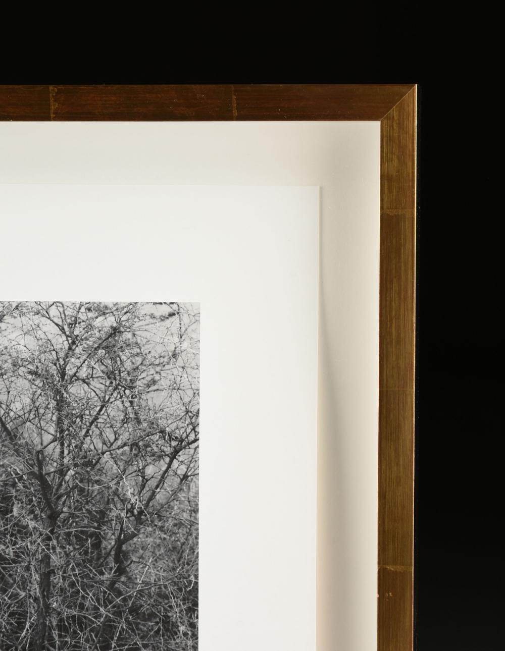 Jack Ridley | Agave (2011) | MutualArt