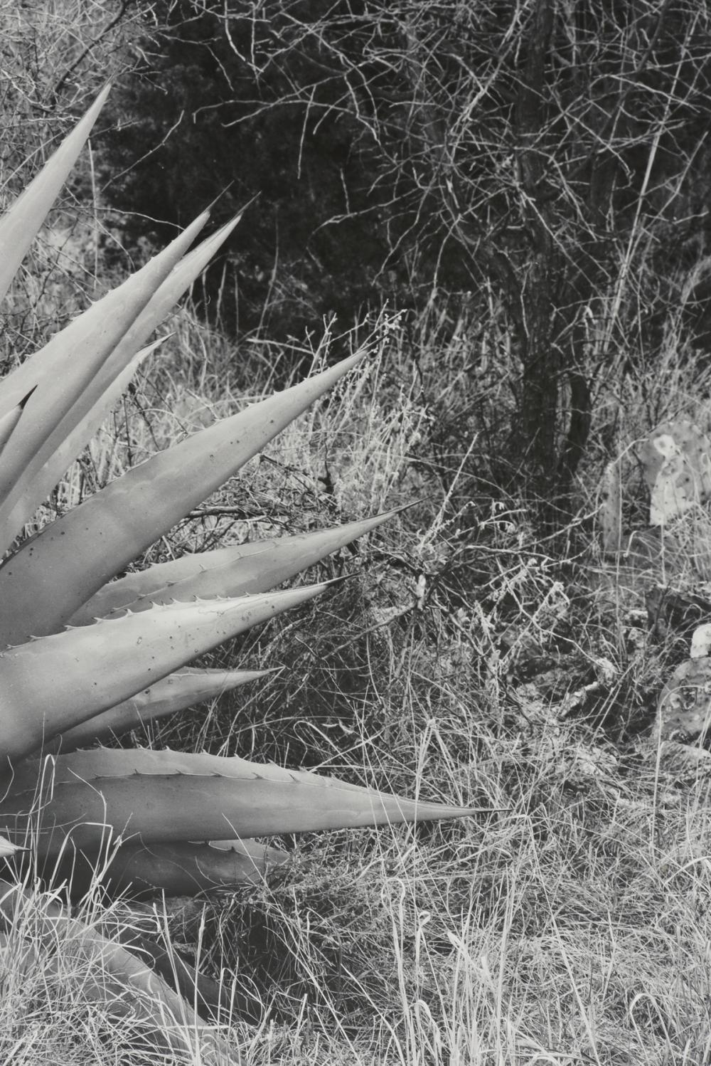Jack Ridley | Agave (2011) | MutualArt