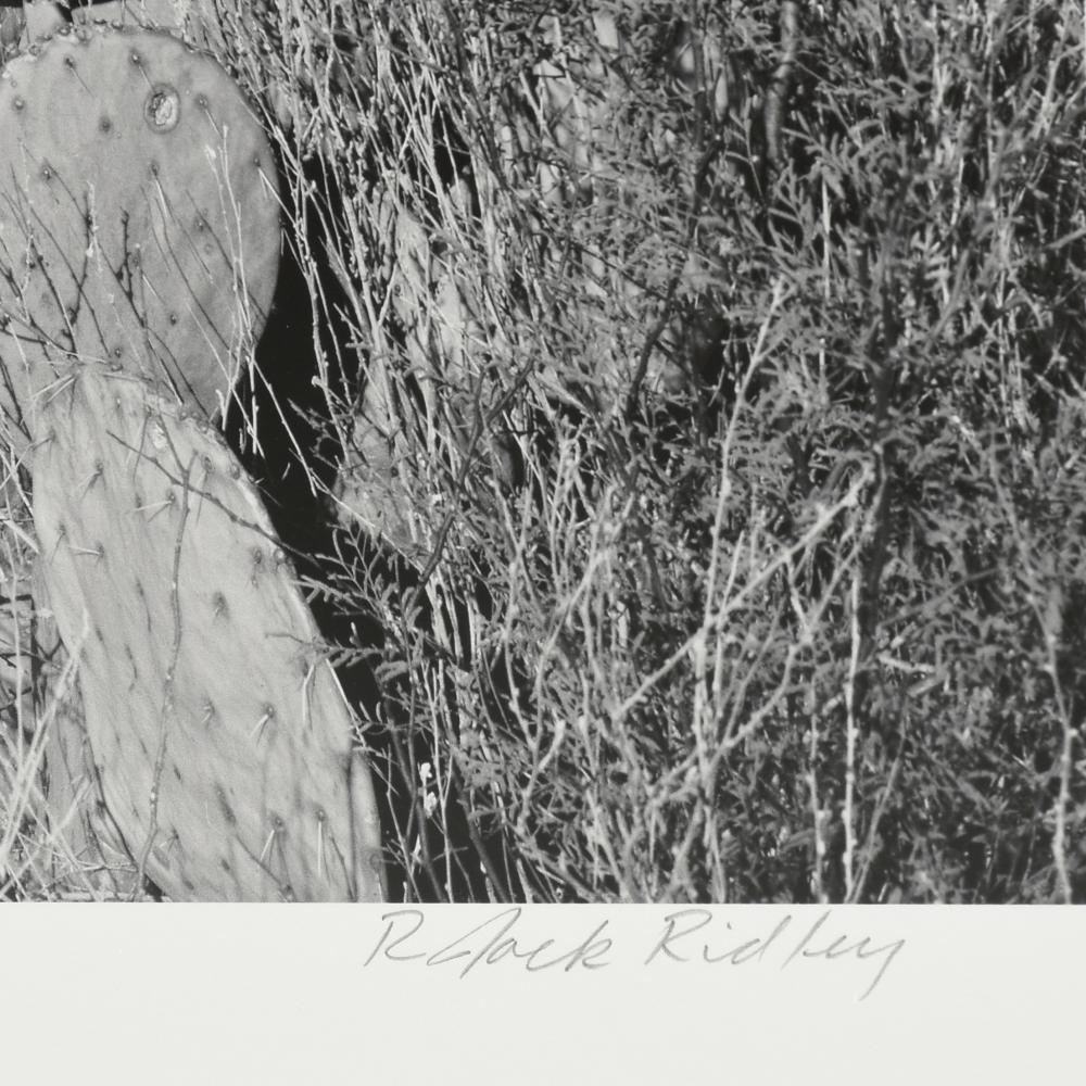 Jack Ridley | Prickly Pear and Window View (2011) | MutualArt