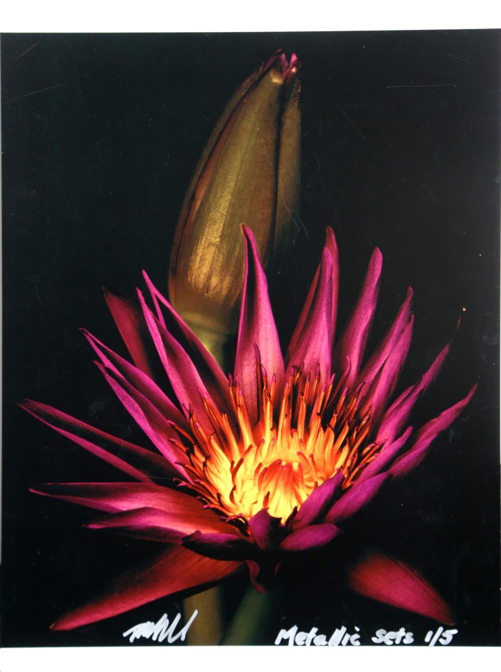 Jonathan Singer | CACTUS FLOWER FROM THE METALLIC SETS | MutualArt