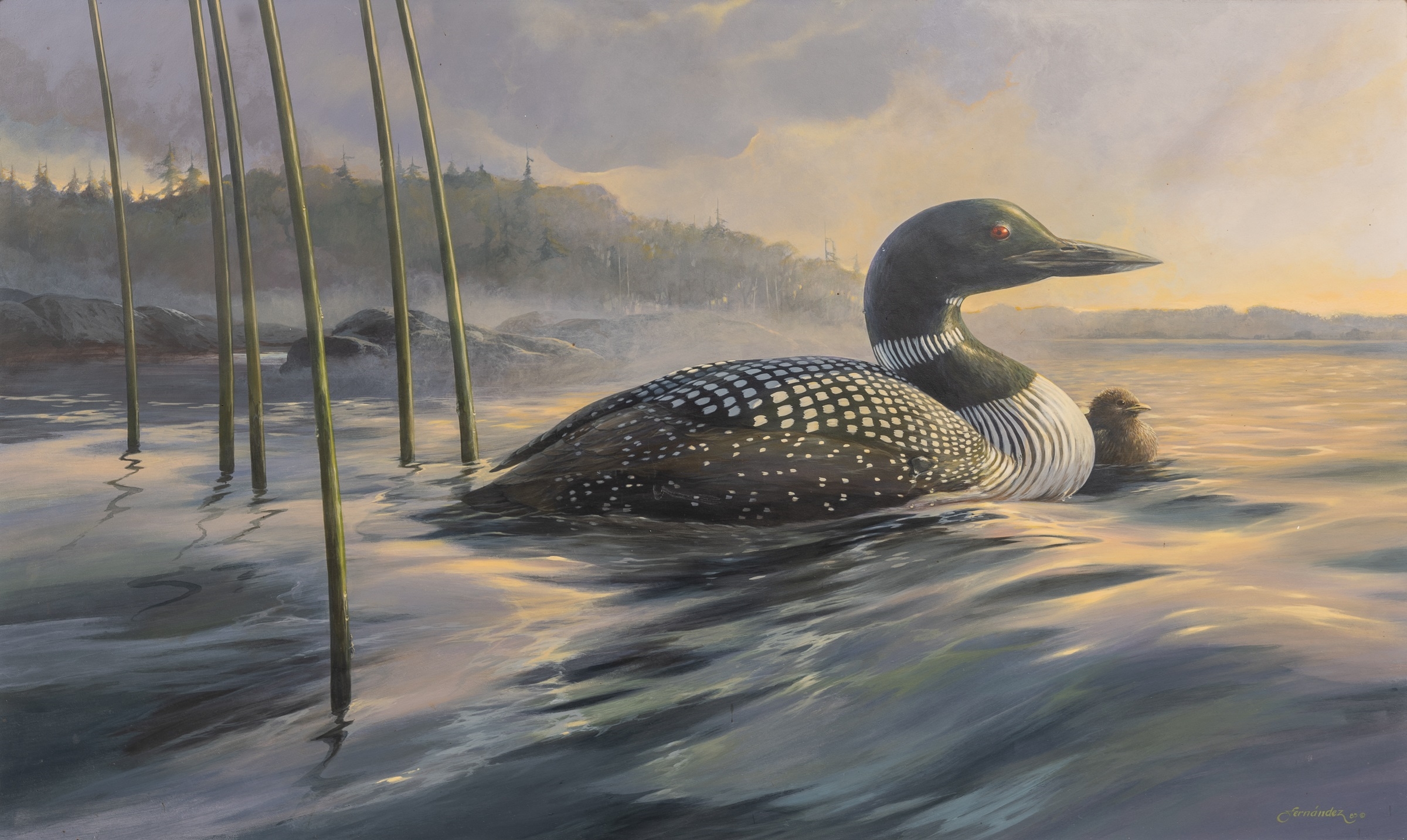 Mario Fernandez | a common loon and its young | MutualArt
