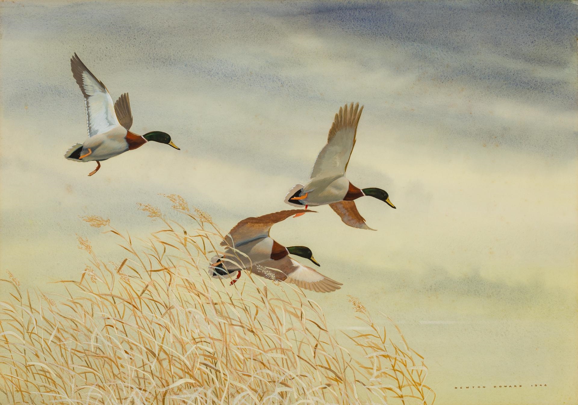 Newton Reeve Howard | Mallards in Flight, 1946 (1946) | MutualArt