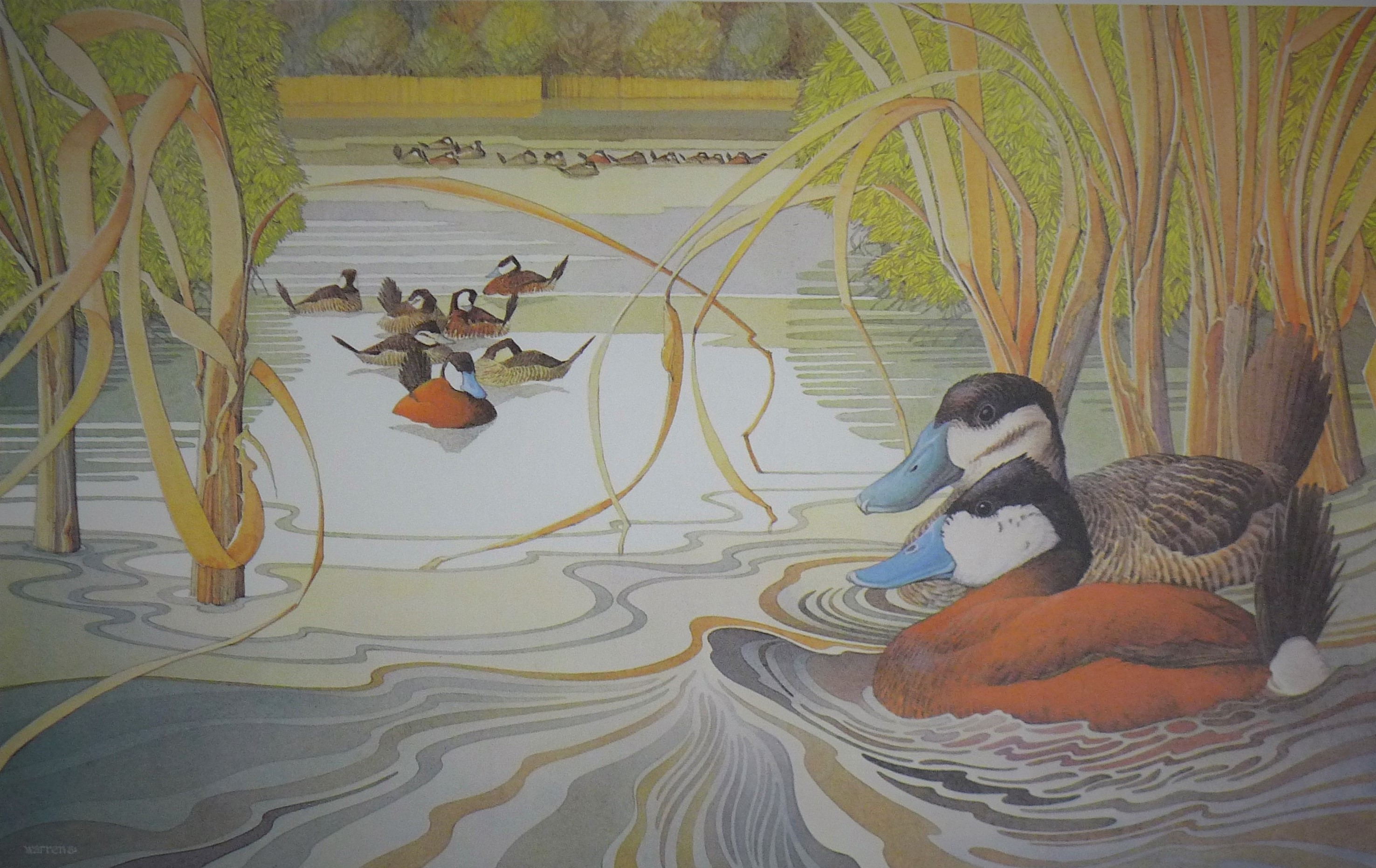 Michael Warren | WARREN, MICHAEL (born 1938) British (AR), Ruddy Ducks ...