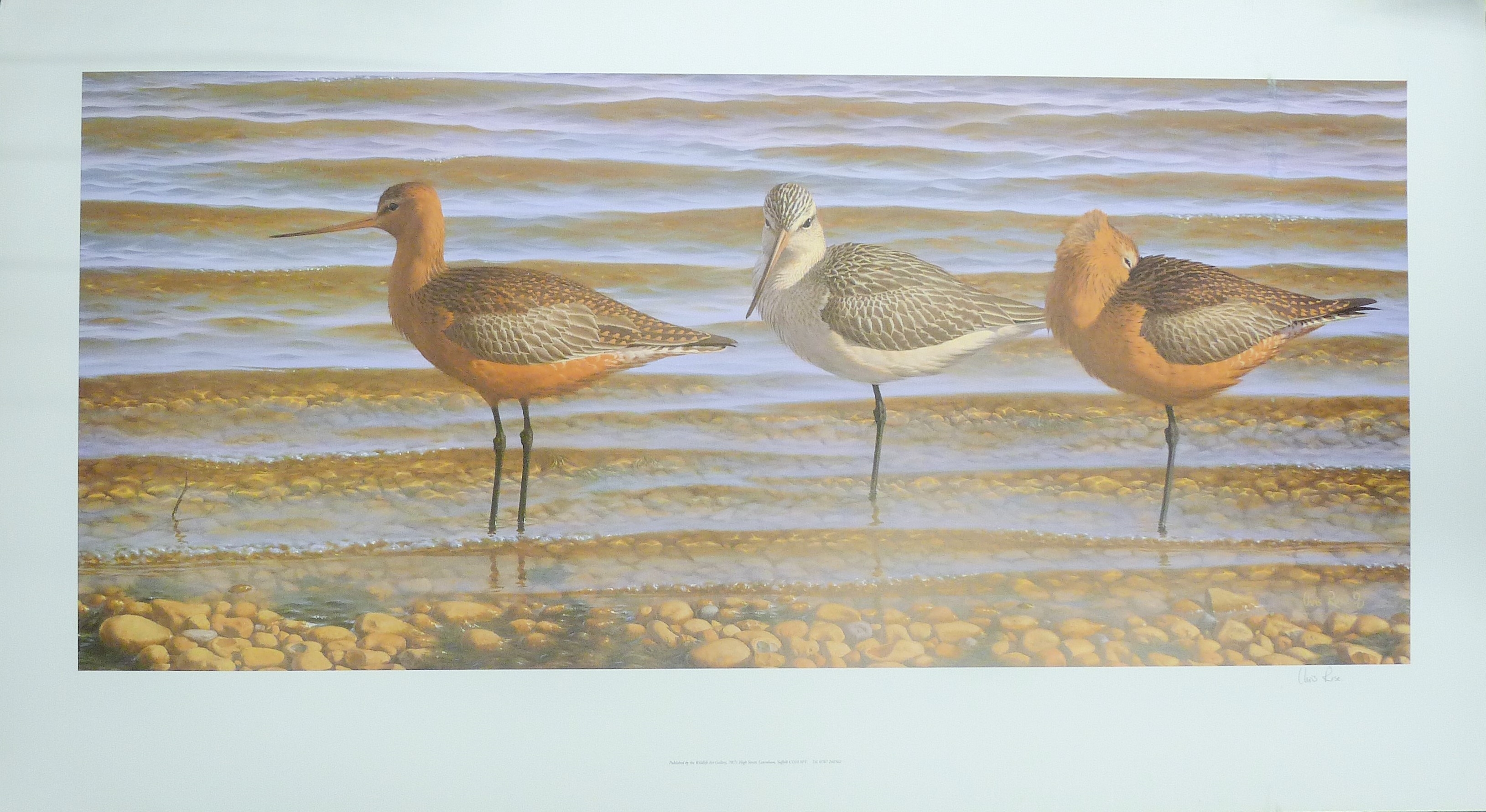 Chris Rose | ROSE, CHRIS (born 1959) British (AR), Godwits, print ...
