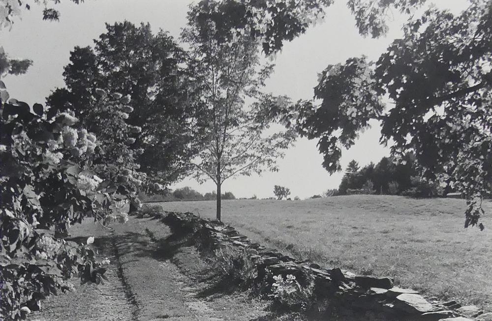 Philip Perkins | Trees and Wall (1978) | MutualArt