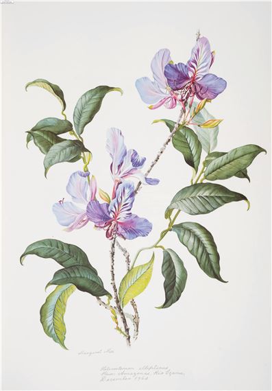 Margaret Mee | Botany.- Mee (Margaret) Flowers of the Brazilian Forests ...