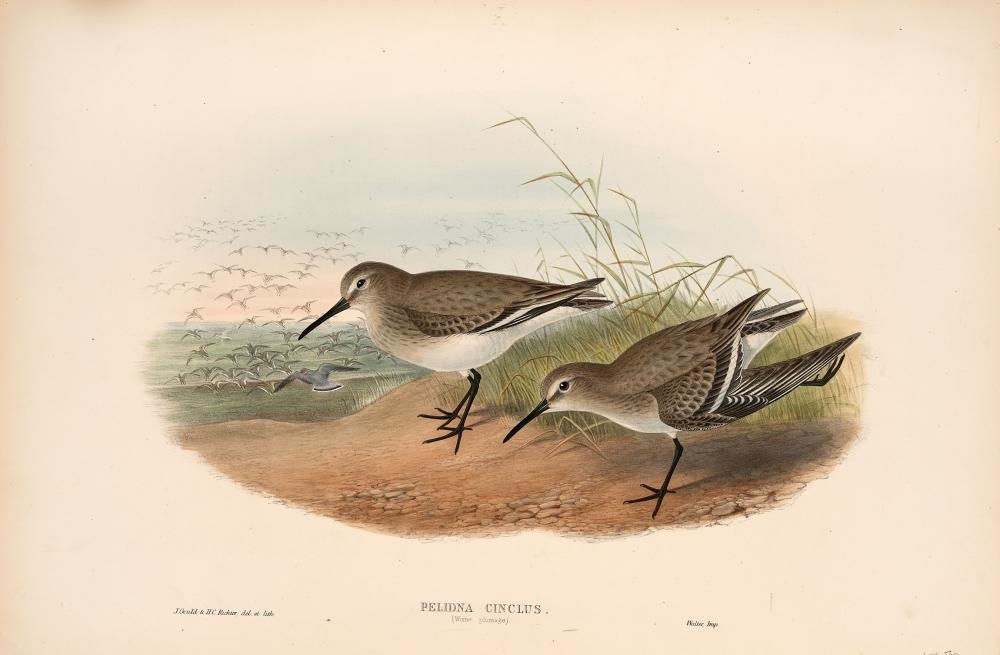 John Gould | Young cuckoo & Dunlin (2 works) (1804 - 1881) | MutualArt