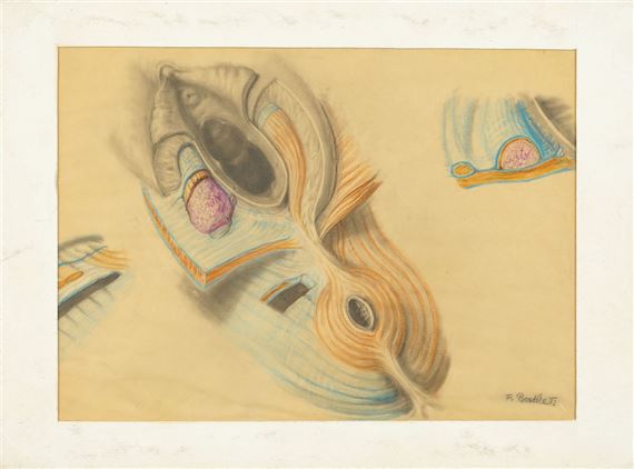 Franz Batke | MEDIZIN - Anatomie | MutualArt