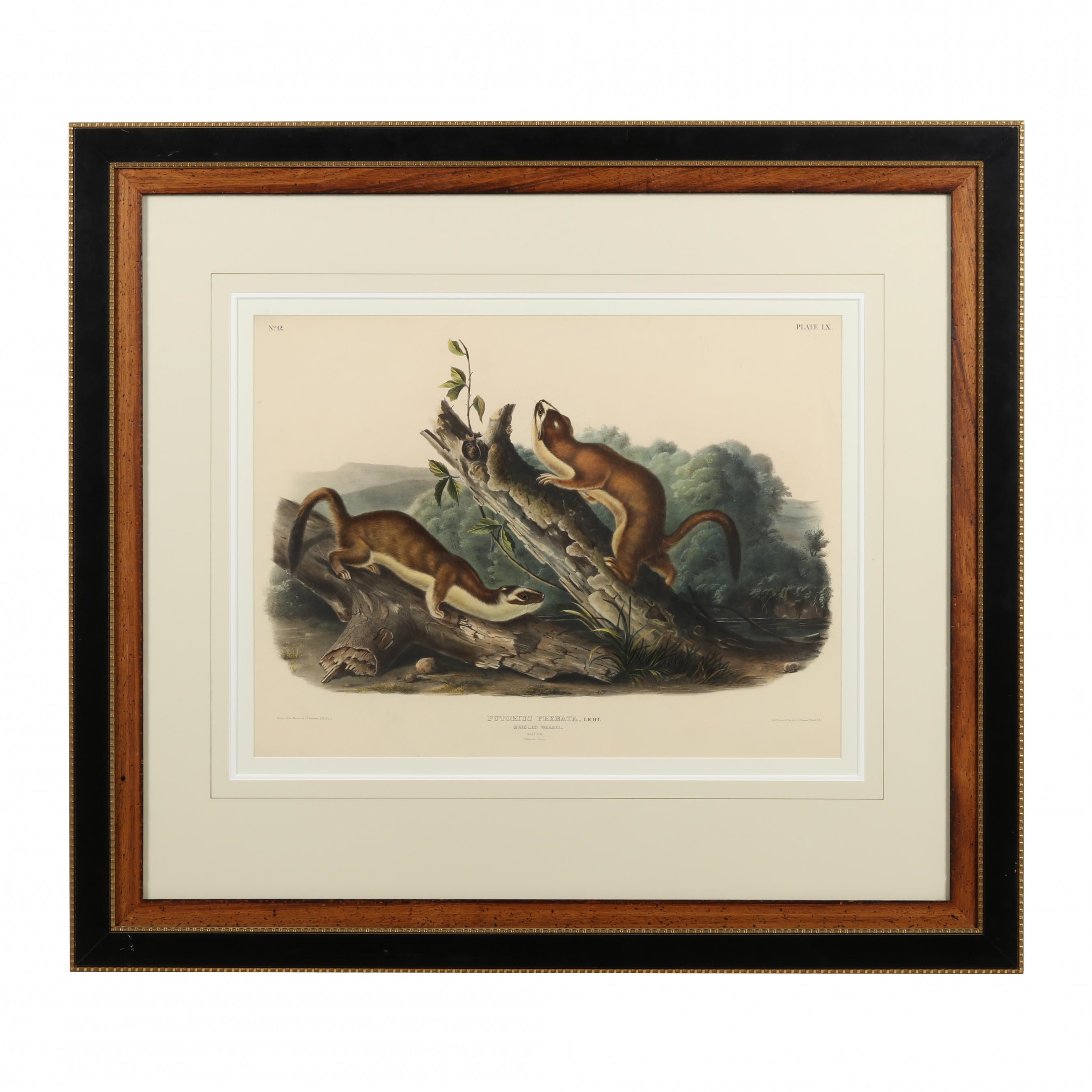 John James Audubon | Bridled Weasel / Tawny Weasel, Imperial Bowen ...