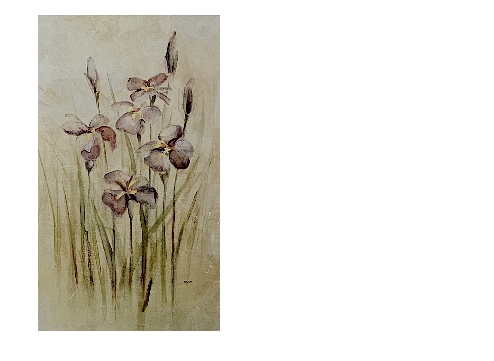Cheri Blum | FLOWER STUDIES | MutualArt