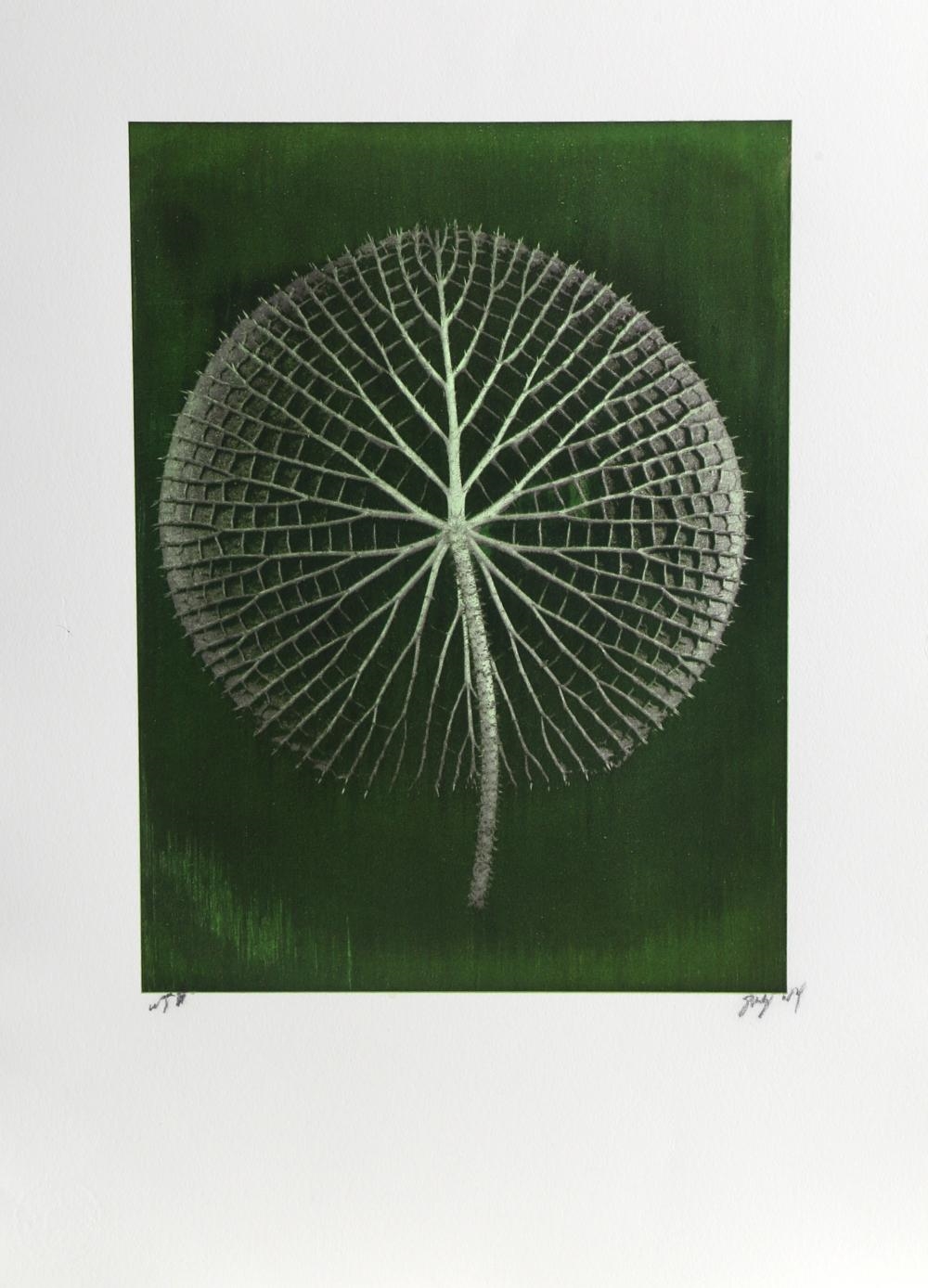 Jonathan Singer | GIANT GREEN AMAZON WATERLILY ON RED (2014) | MutualArt