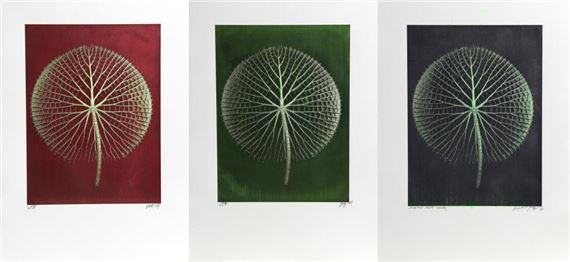 Jonathan Singer | GIANT GREEN AMAZON WATERLILY ON RED (2014) | MutualArt