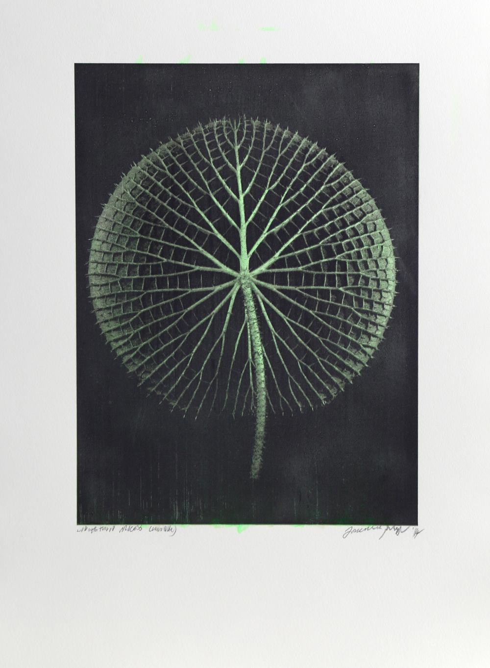 Jonathan Singer | GIANT GREEN AMAZON WATERLILY ON RED (2014) | MutualArt