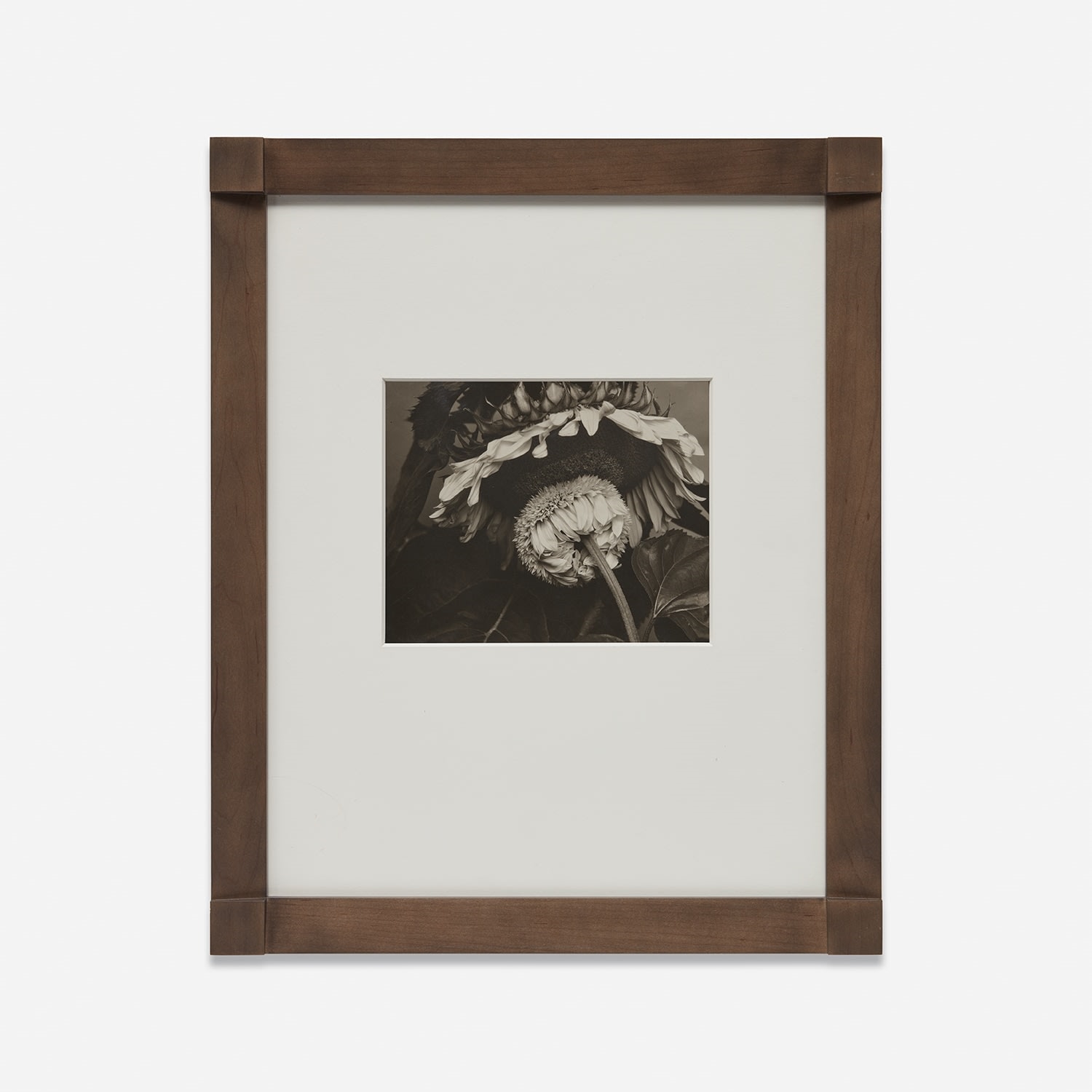 Edward Steichen | Big and Little Sunflower (Circa 1920) | MutualArt