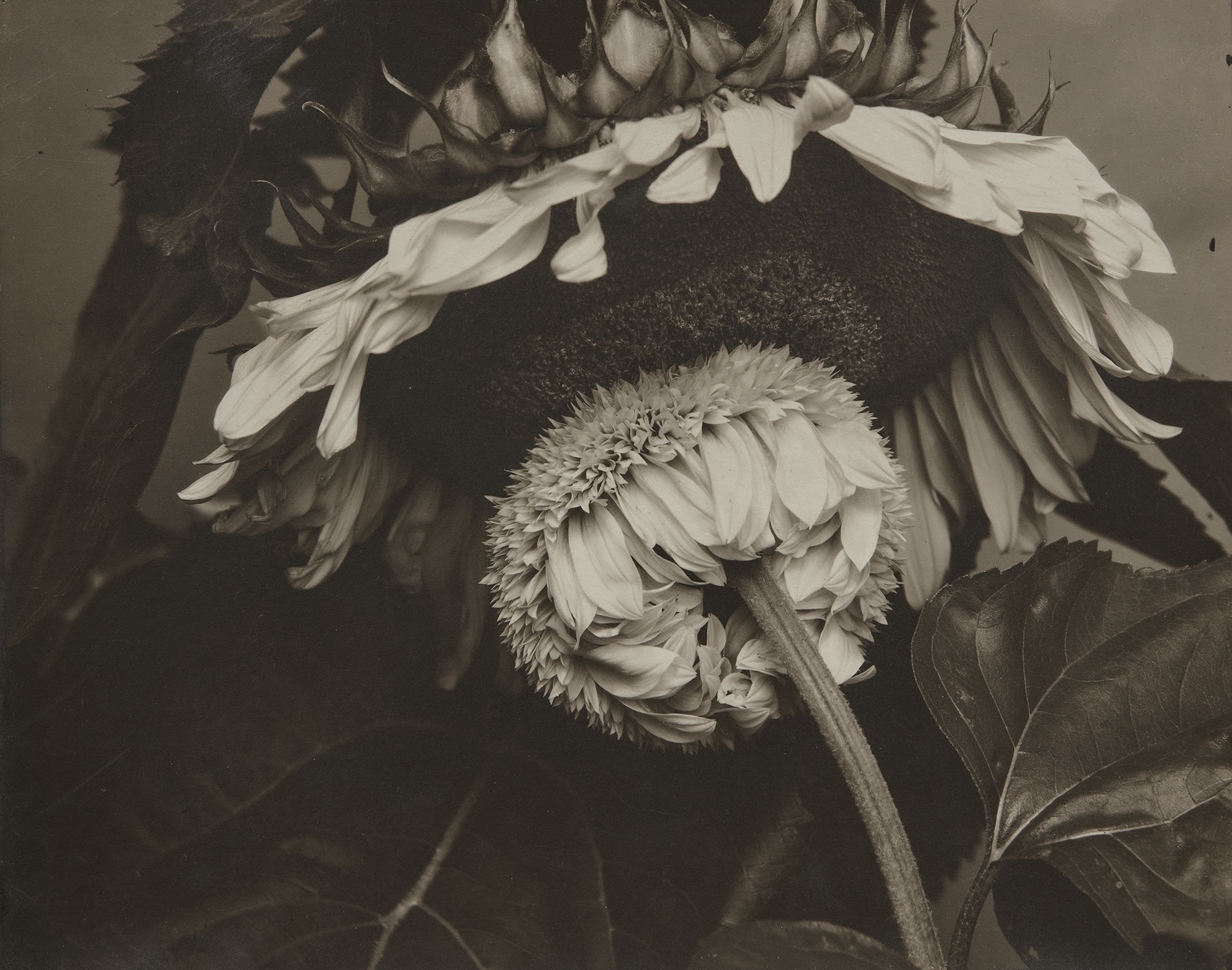 Edward Steichen | Spectacles (1927) | MutualArt