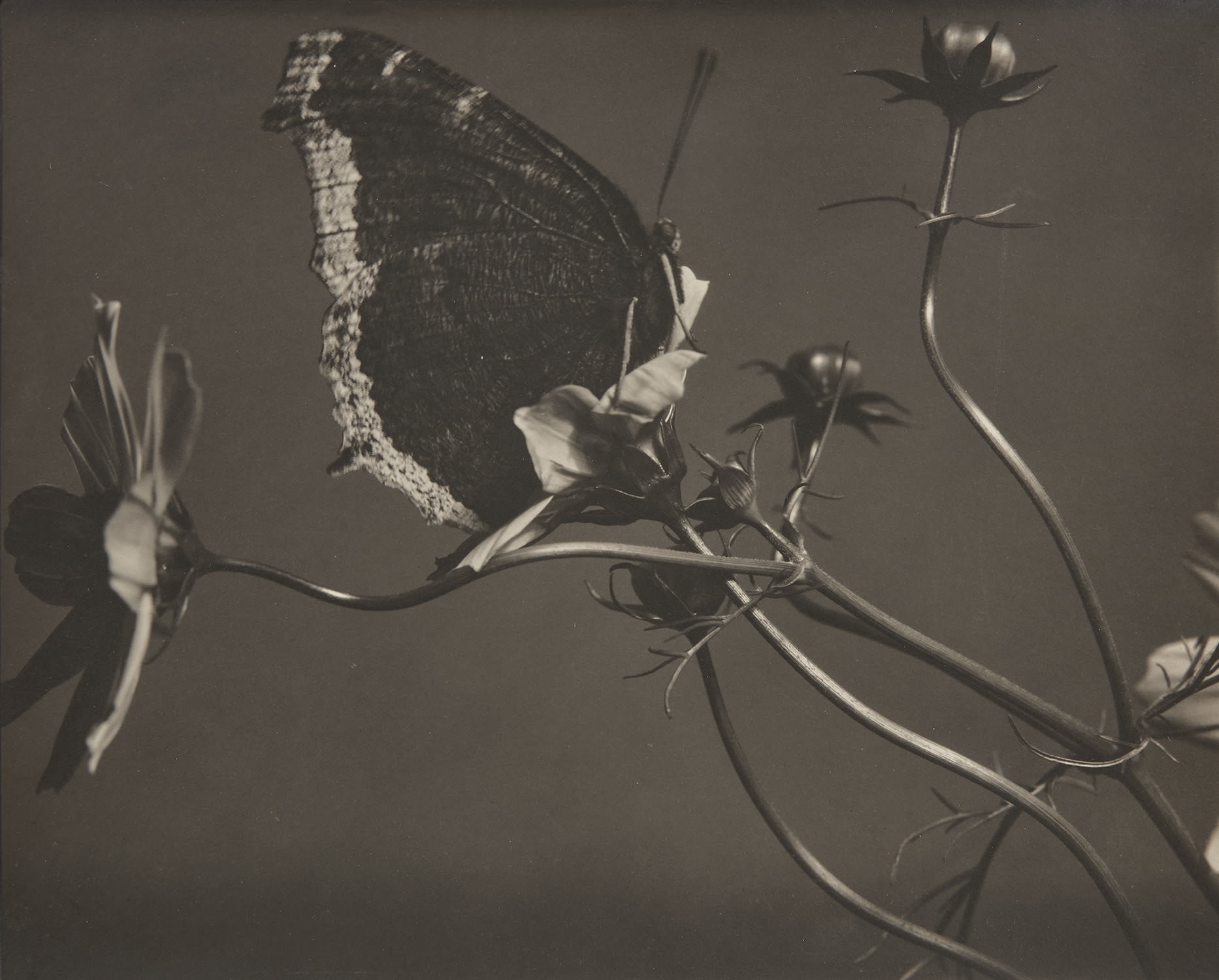 Edward Steichen | The May Pole (The Empire State Building) (1932 ...
