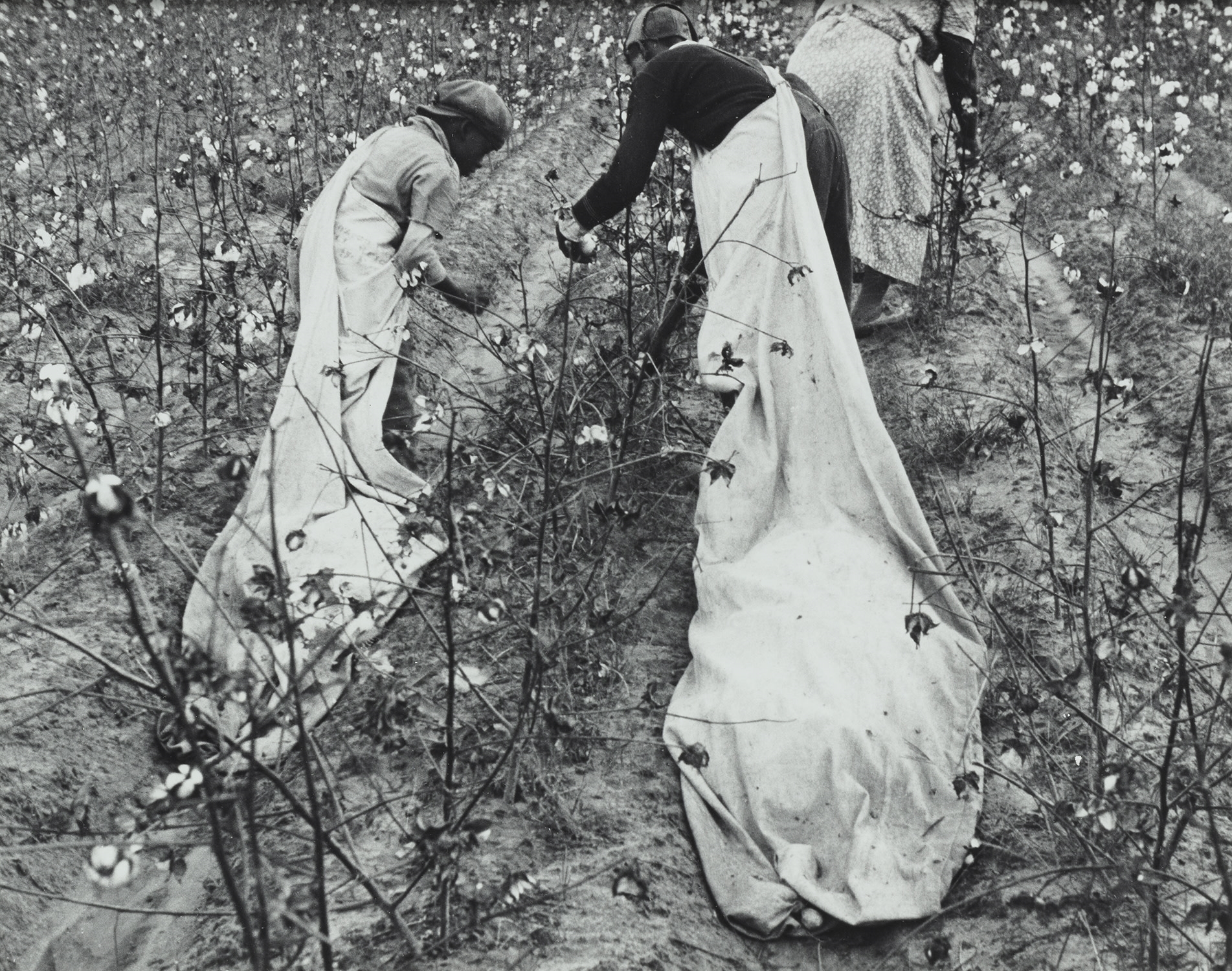 Ben Shahn | Cotton Pickers, Pulaski County, Arkansas (1935) | MutualArt