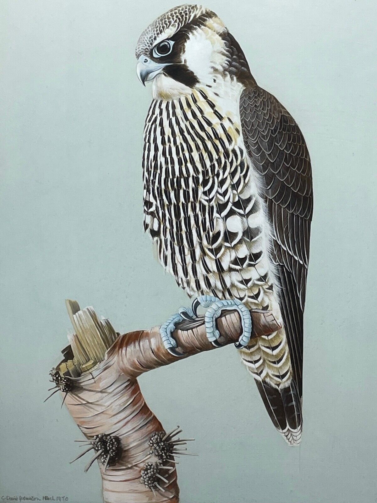 David Johnston | PEREGRINE FALCON WATERCOLOUR PAINTING (1946) | MutualArt