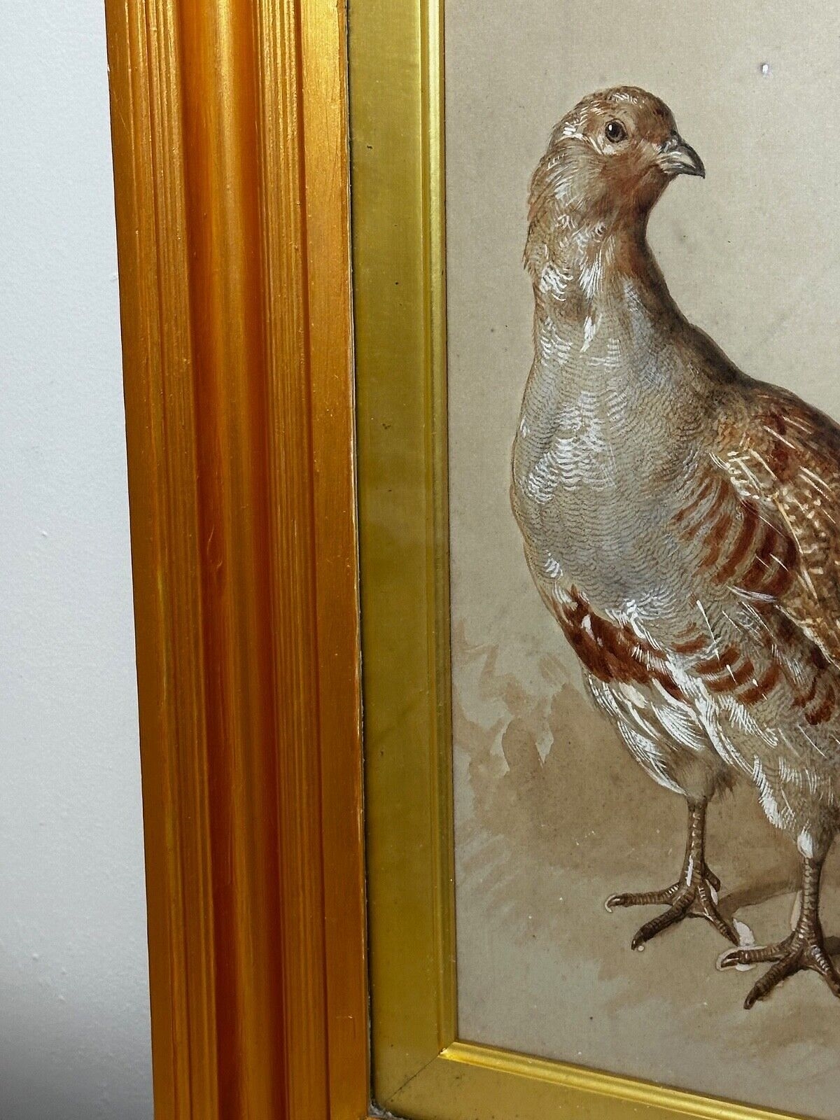 Frank Paton | PARTRIDGE A STUDY WATERCOLOUR PAINTING (Late 19th Century ...