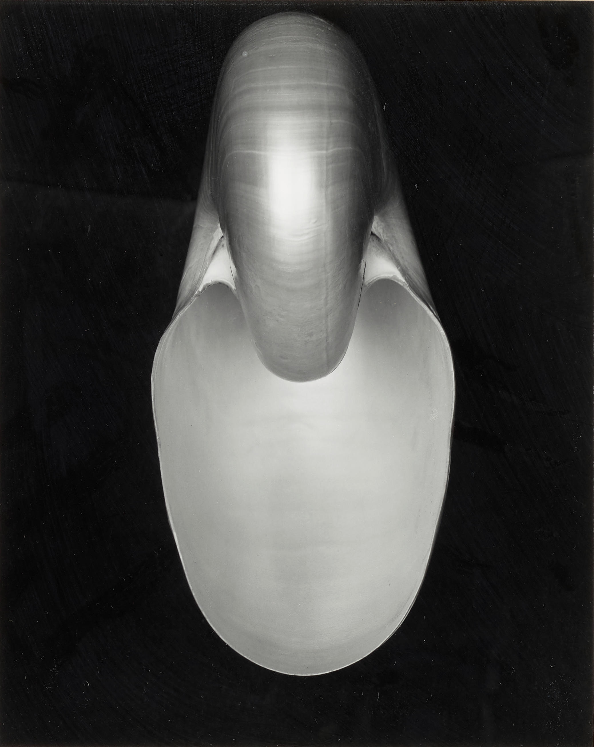 Edward Weston | Nautilus (1927) | MutualArt