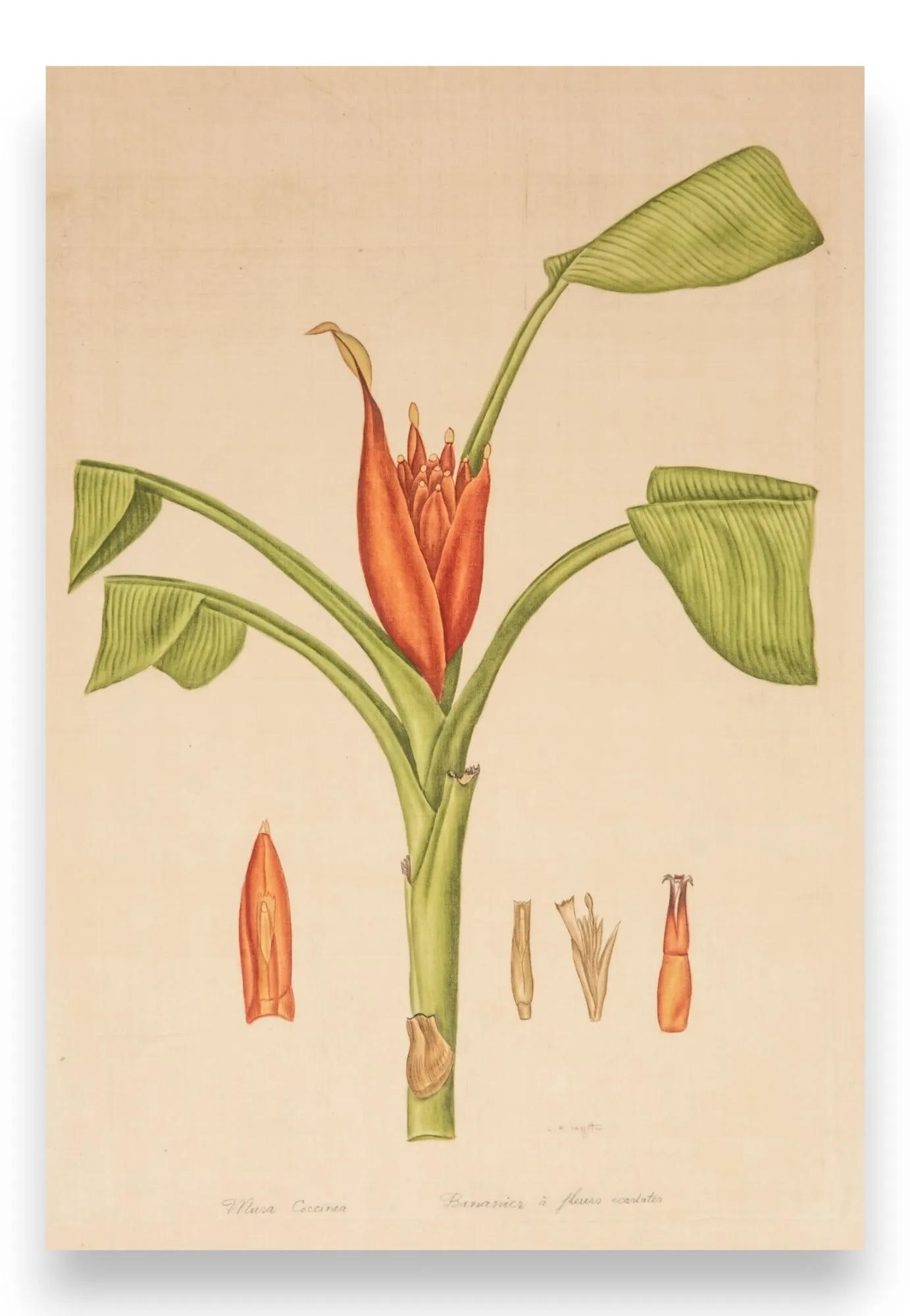 La Roche Laffitte | Scarlet-flowered banana tree | MutualArt