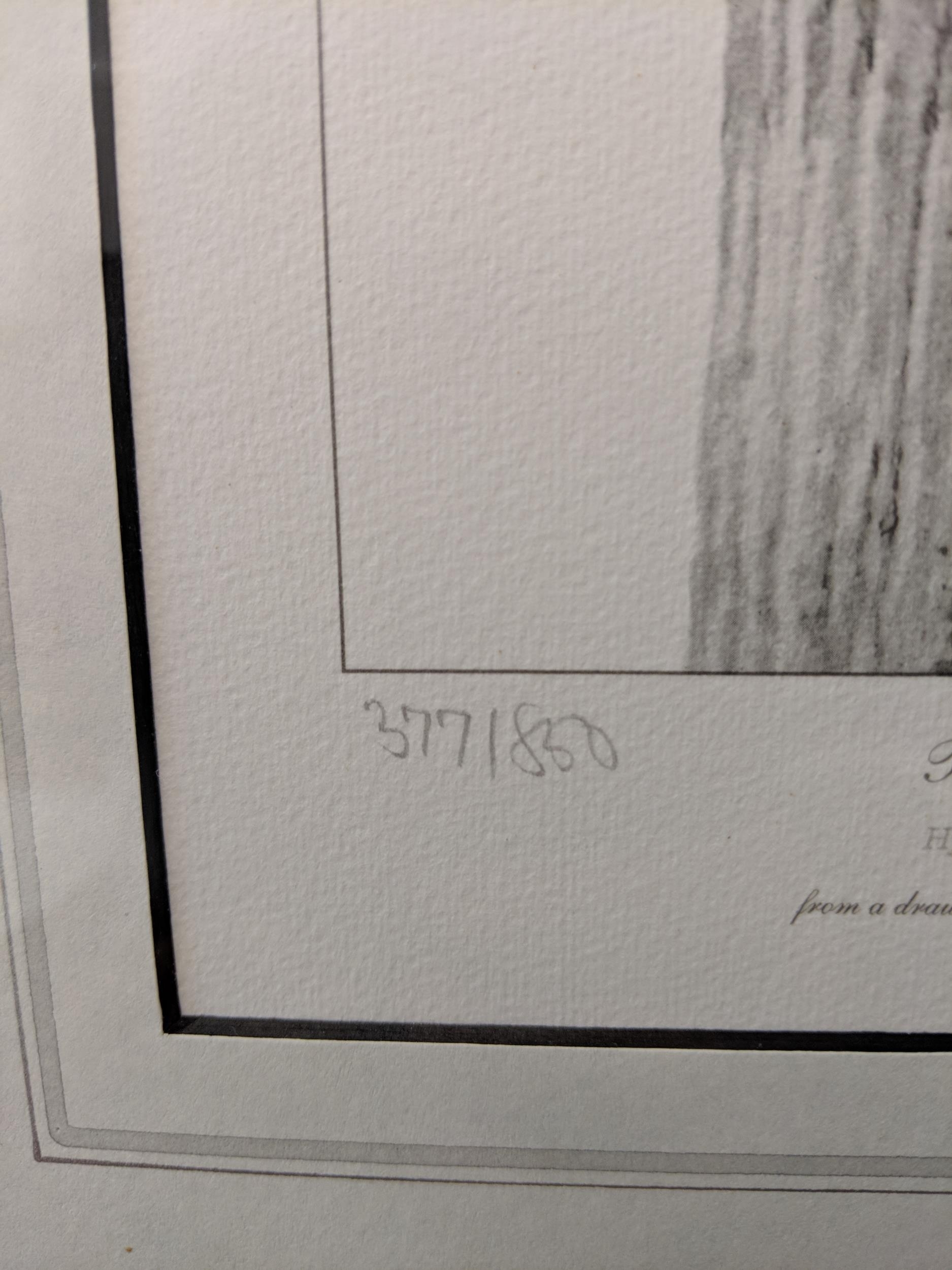 Gary Hodges | Gary Hodges - Tree Frog | MutualArt