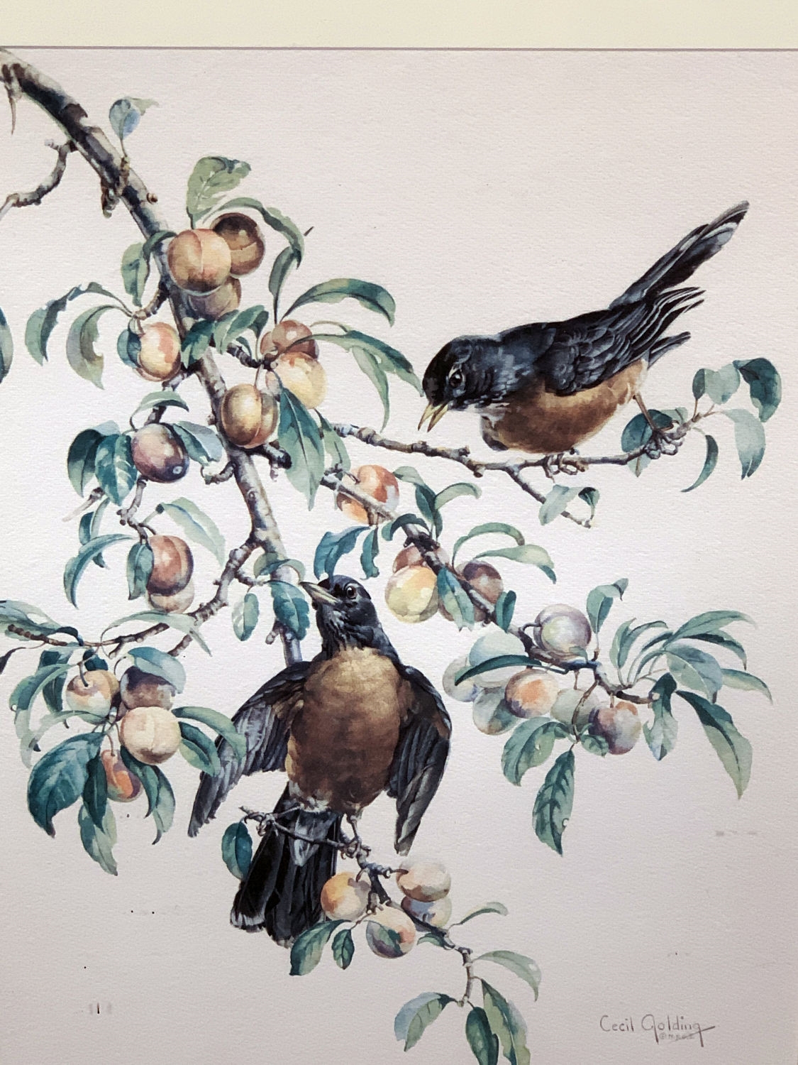 Cecil Golding | CECIL GOLDING FRAMED ORNITHOLOGY BIRD PRINTS | MutualArt