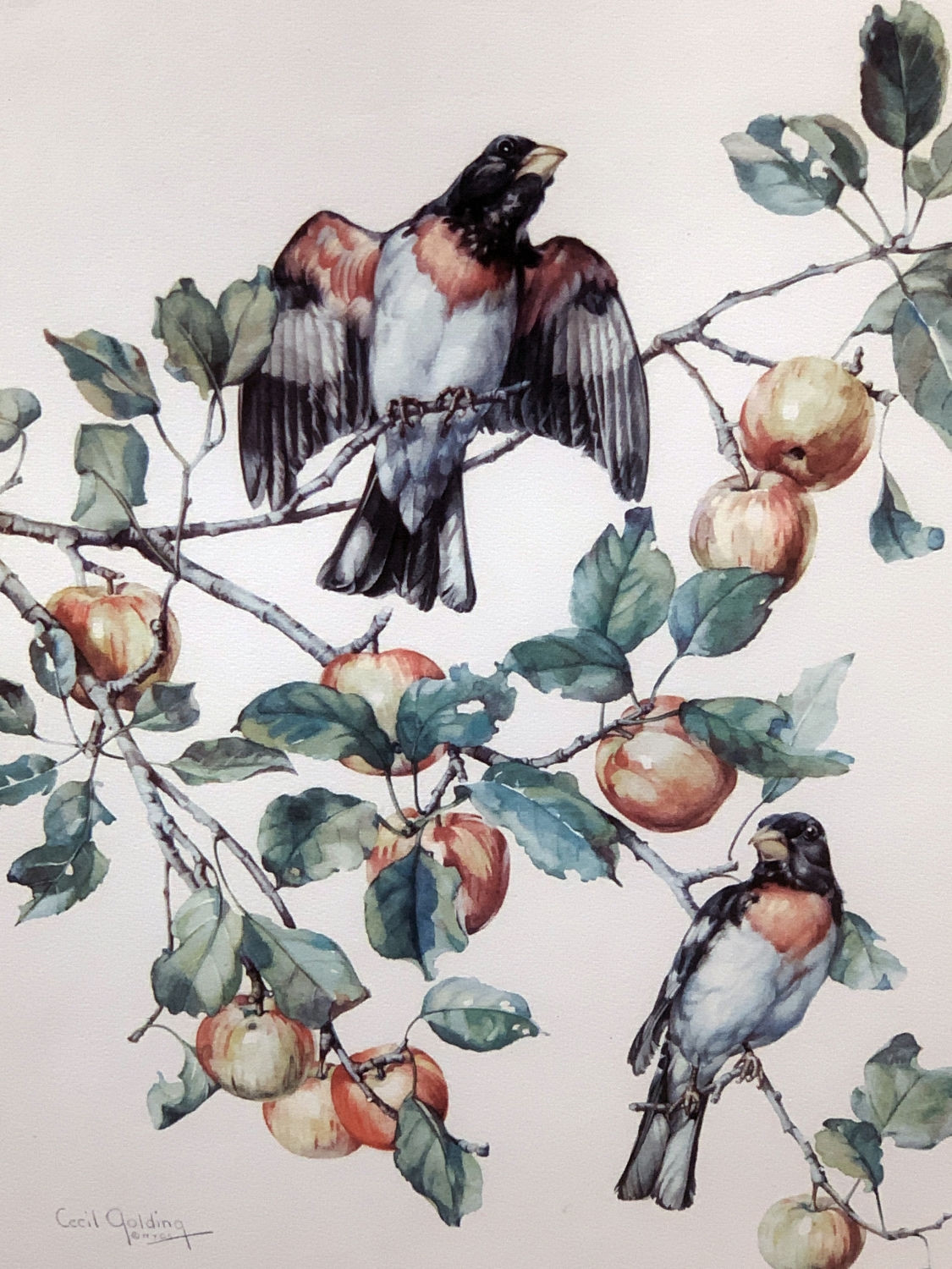 Cecil Golding | CECIL GOLDING FRAMED ORNITHOLOGY BIRD PRINTS | MutualArt