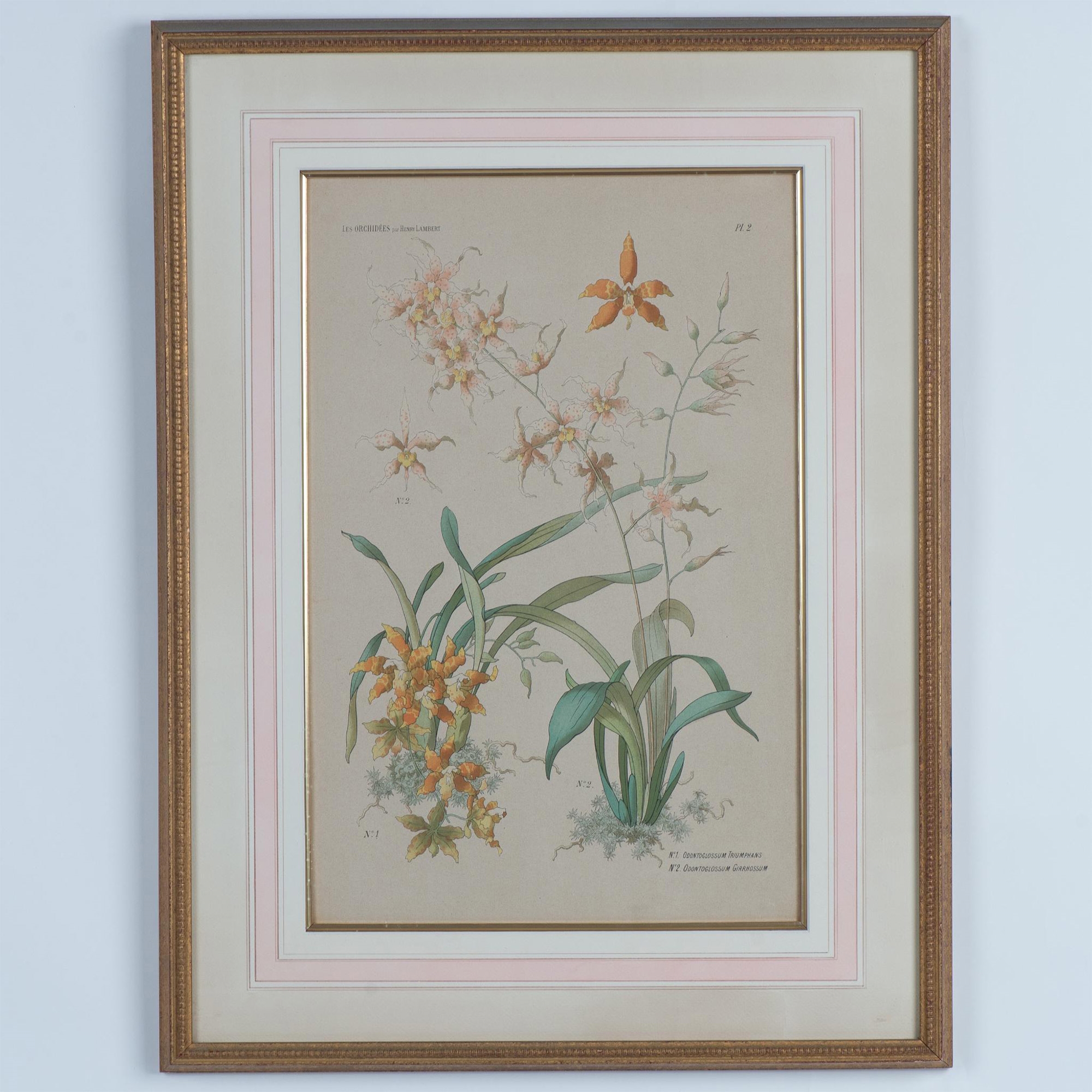 Henry Lambert | Henry Lambert Botanical Print, Orchids | MutualArt