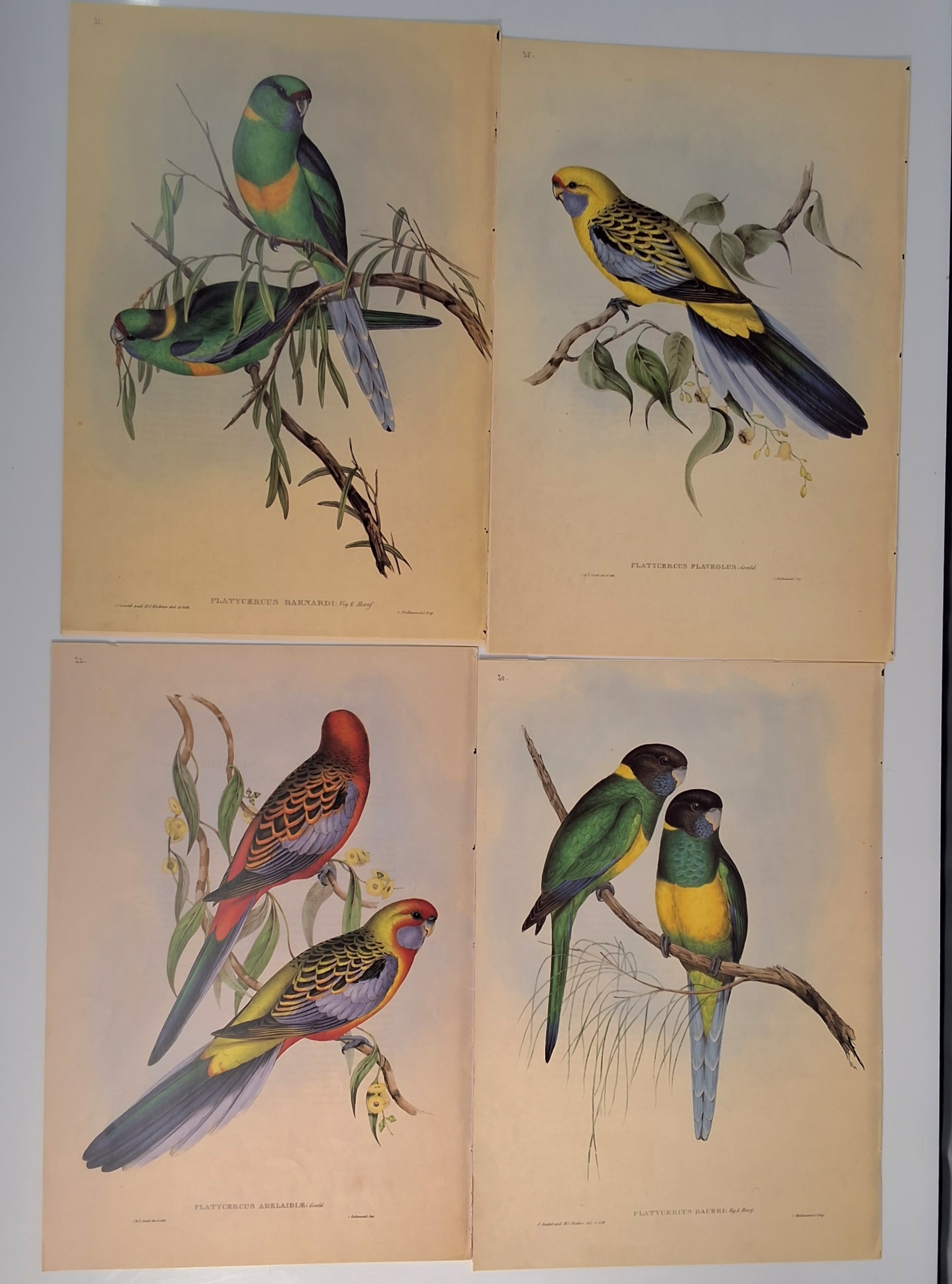 John Gould | Birds of Australia, quantity of unmounted prints | MutualArt