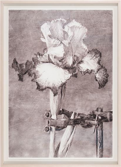 William Kentridge | Iris in Clamp (Iris II) (2005) | MutualArt