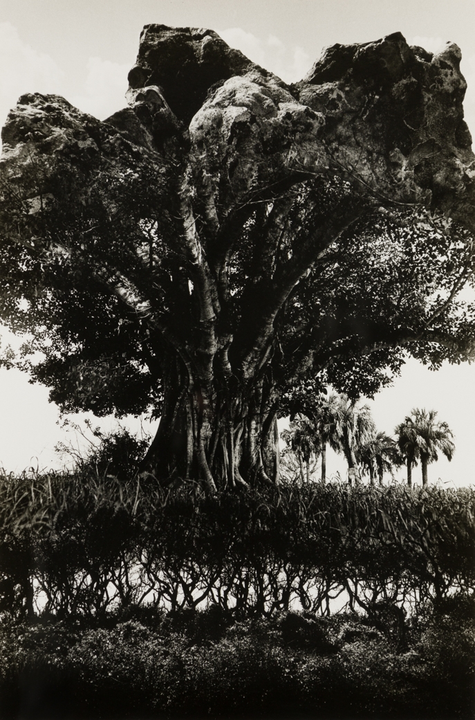 Jerry Uelsmann | Small Woods Where I Met Myself (Final Version) (1967 ...