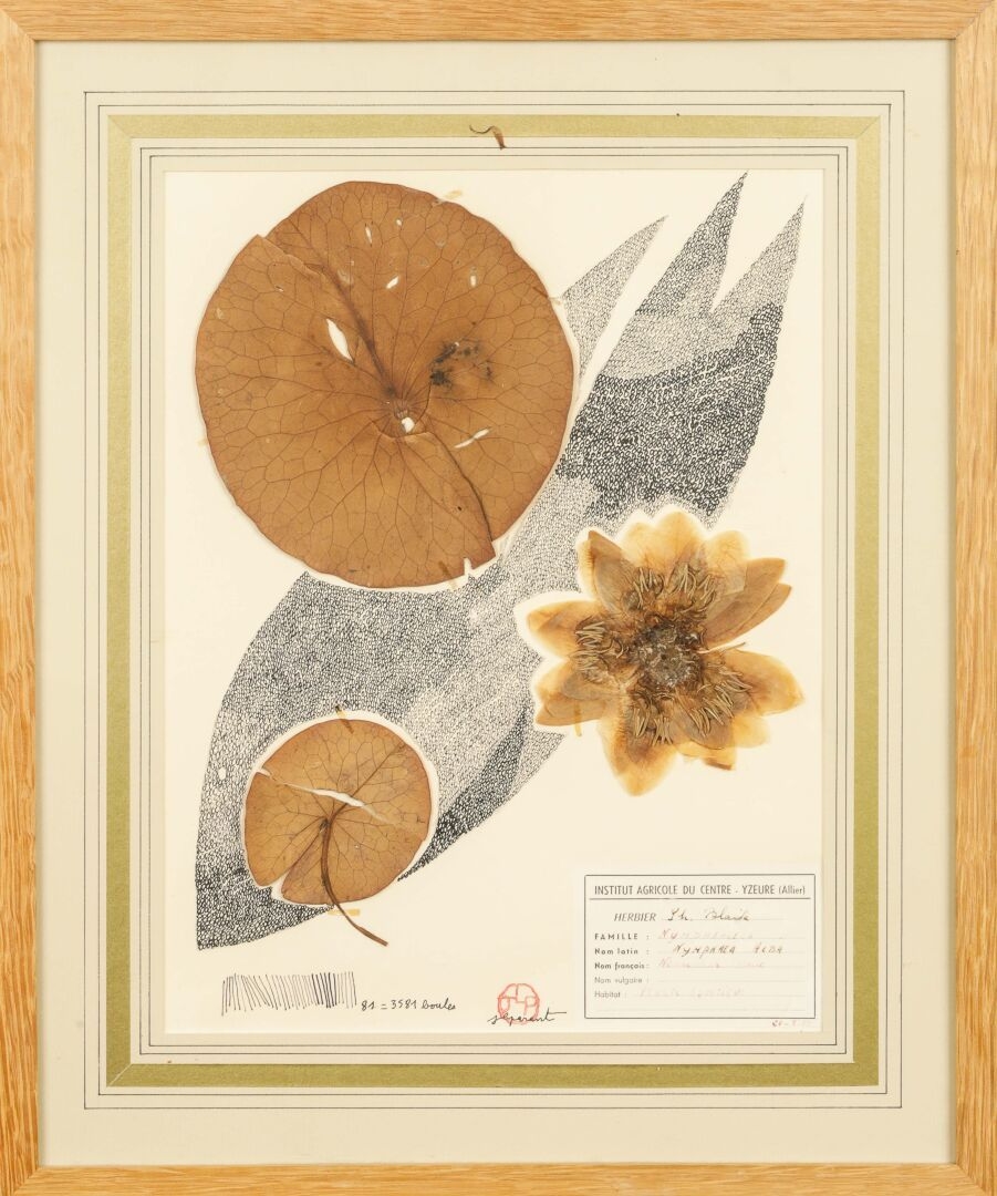 Jean-Luc Parant | Herbarium (1955) | MutualArt