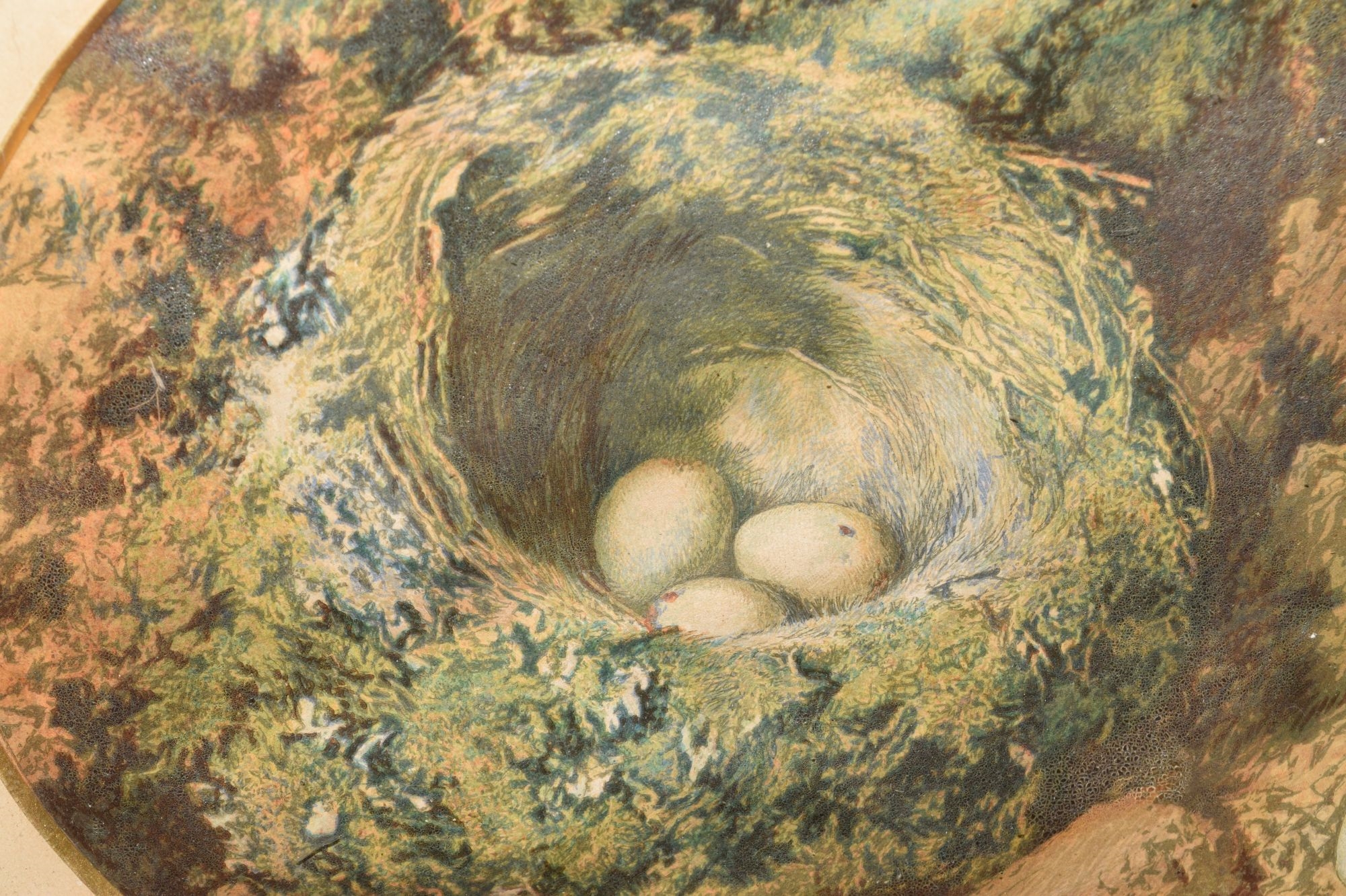 John Sherrin | Still life with nest of eggs | MutualArt