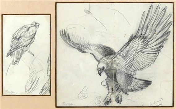 Gordon Beningfield | The Life Cycle of the British Large Blue Butterfly ...