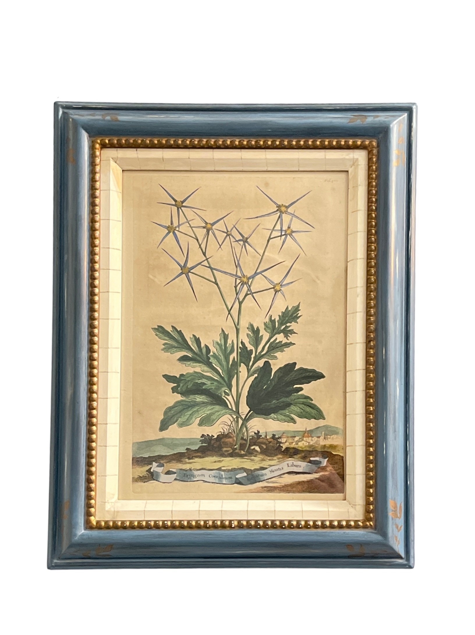 Abraham Munting | ABRAHAM MUNTING Botanical Prints, Pair | MutualArt