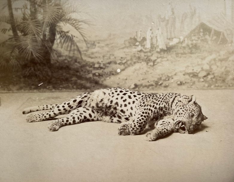 Jean Geiser | Dead Panther (Circa 1880) | MutualArt