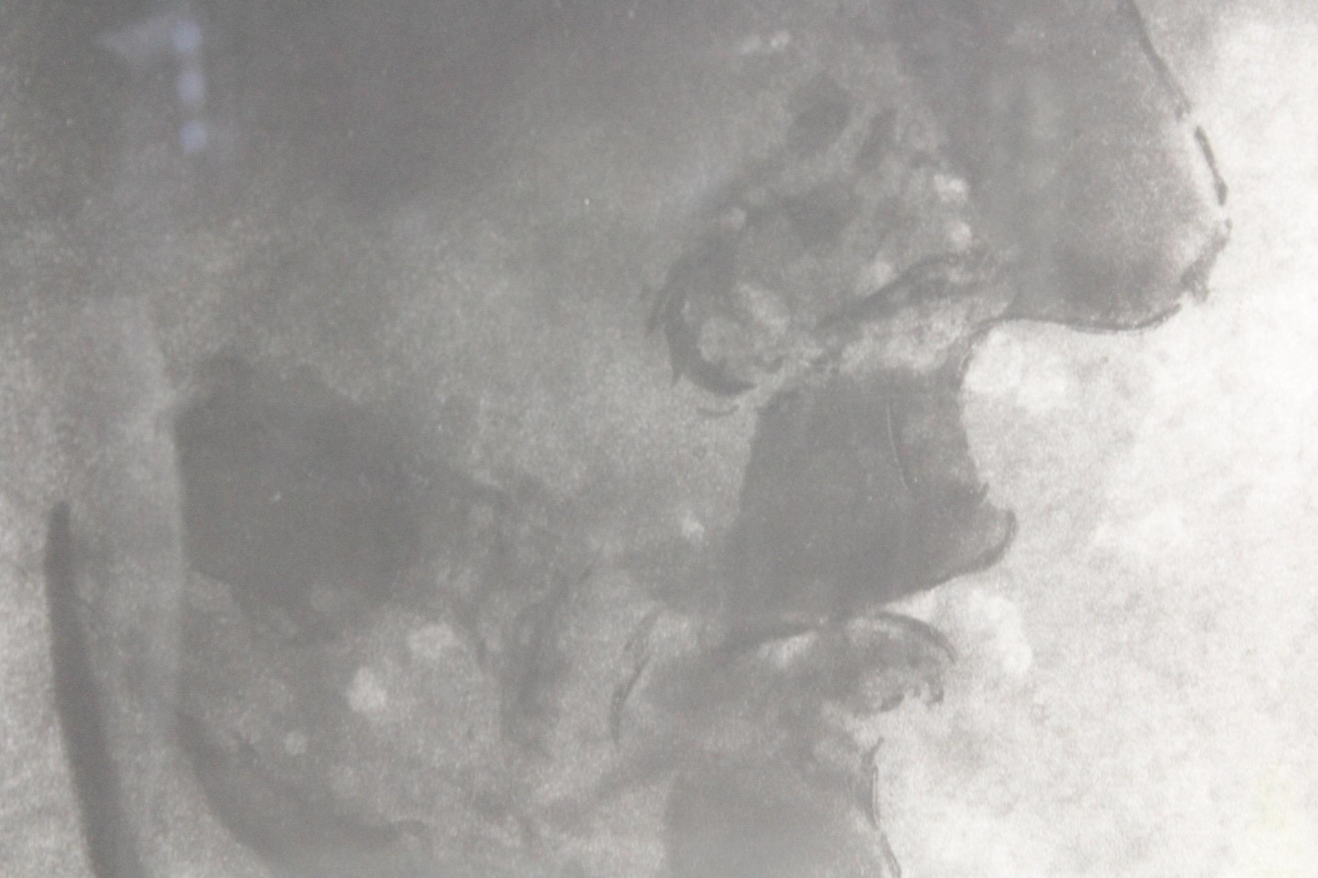 David True | Woodland | MutualArt