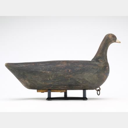 Joe Hayman | Swimming coot with forward head pose | MutualArt