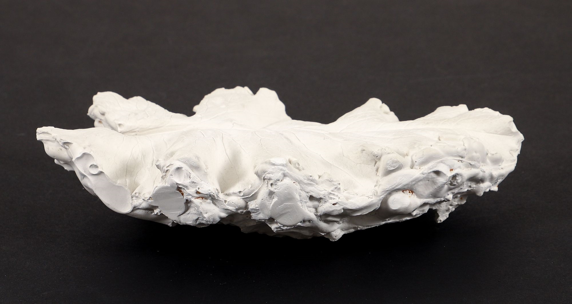 Roxy Paine | Roxy Paine Poppy Leaf Cast Plaster Multiple 1998 (1998 ...