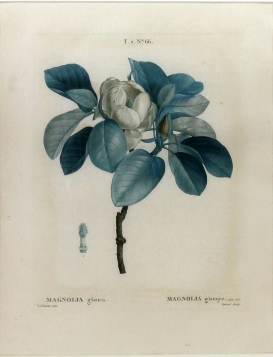 Pierre-Joseph Redoute | REDOUTE, PIERRE-JOSEPH Saint-Hubert 1759 - 1840 ...