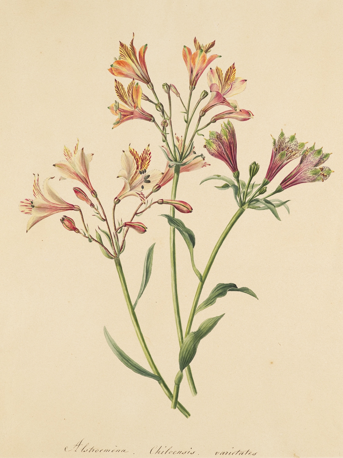 Jean Christophe Heyland | Sammlung von 4 Blumenaquarellen | MutualArt