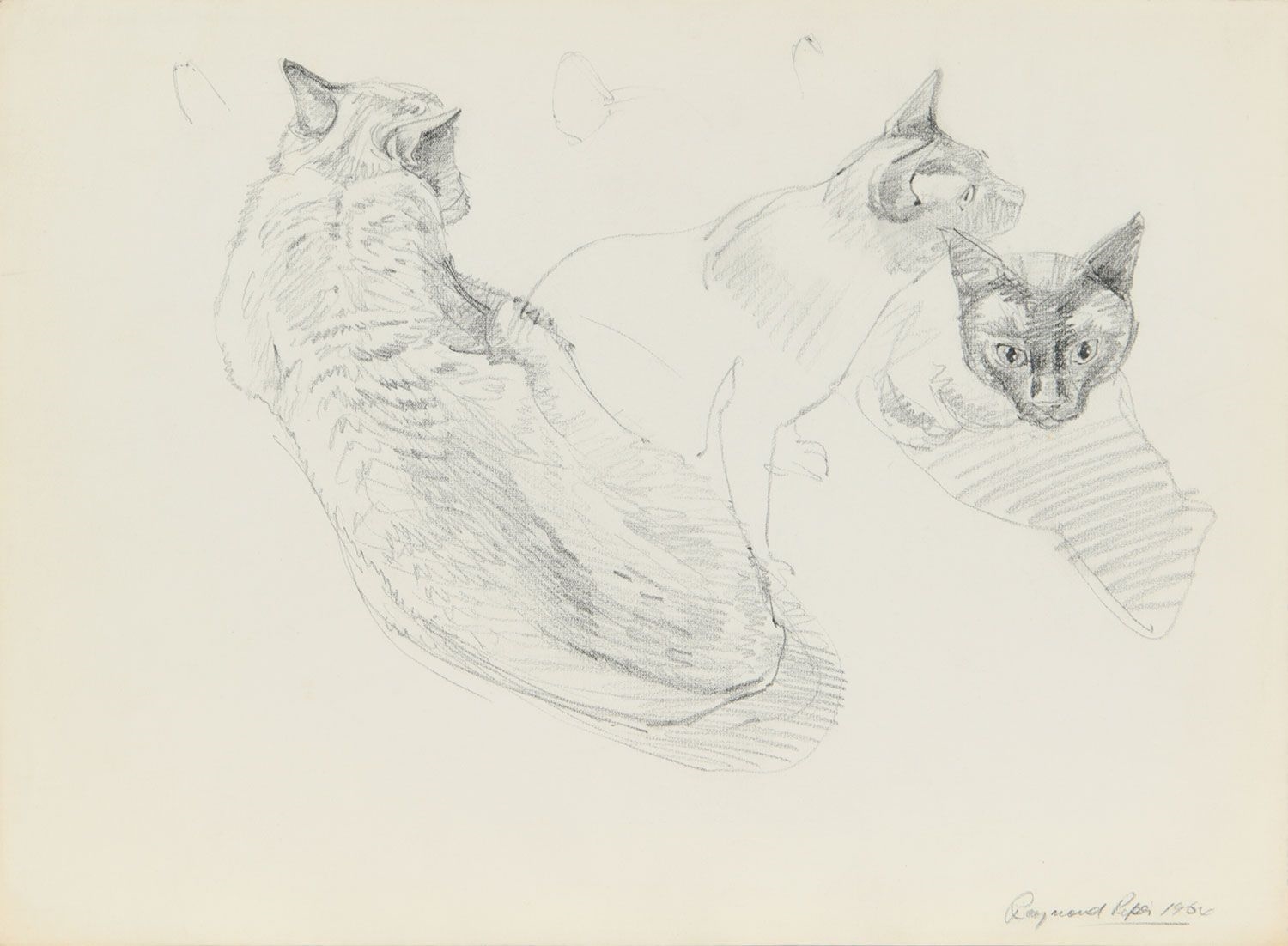 Raymond Piper | STUDY OF CATS (1964) | MutualArt