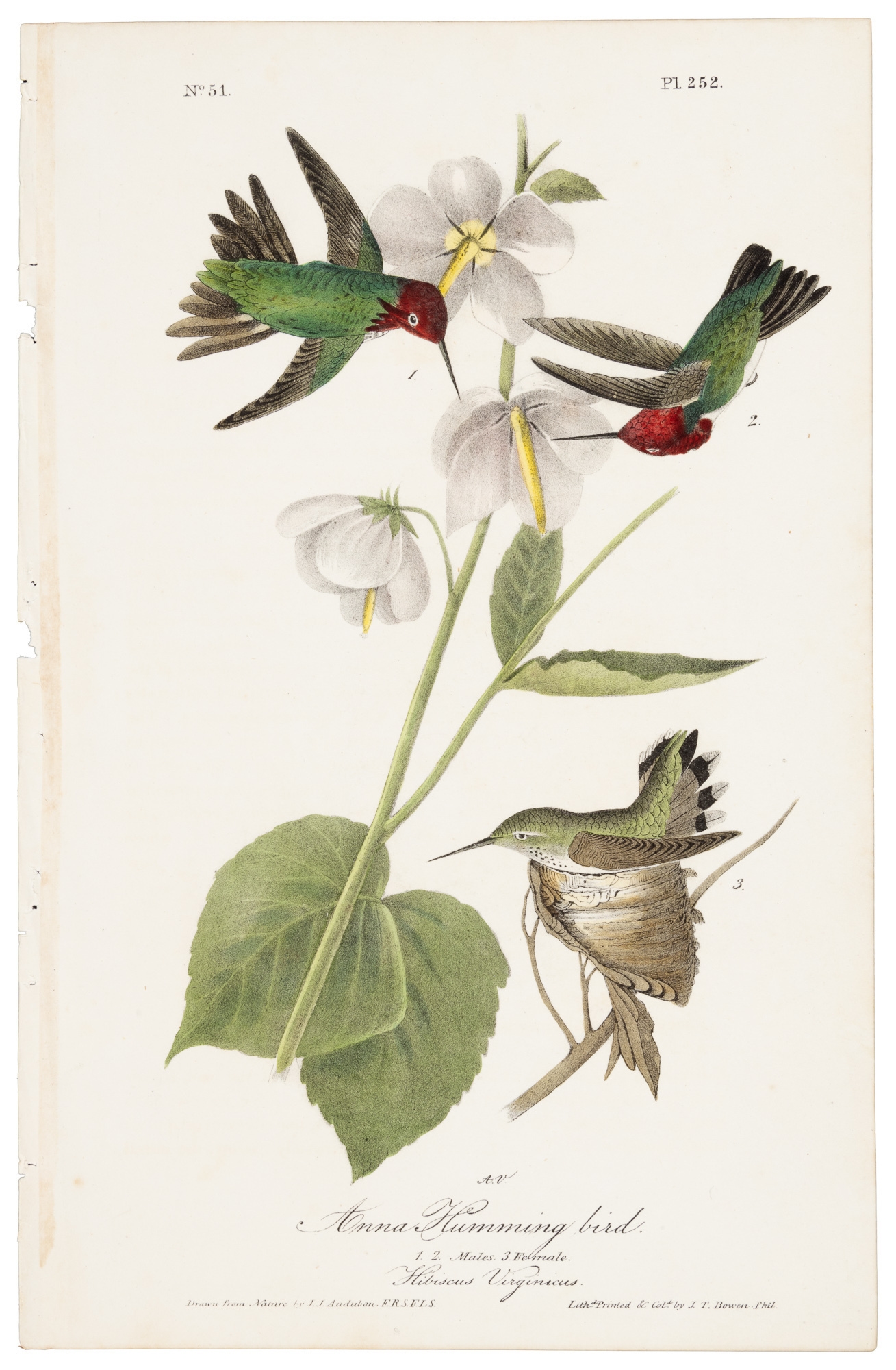 John James Audubon | Anna Humming bird (1840 - 1844) | MutualArt