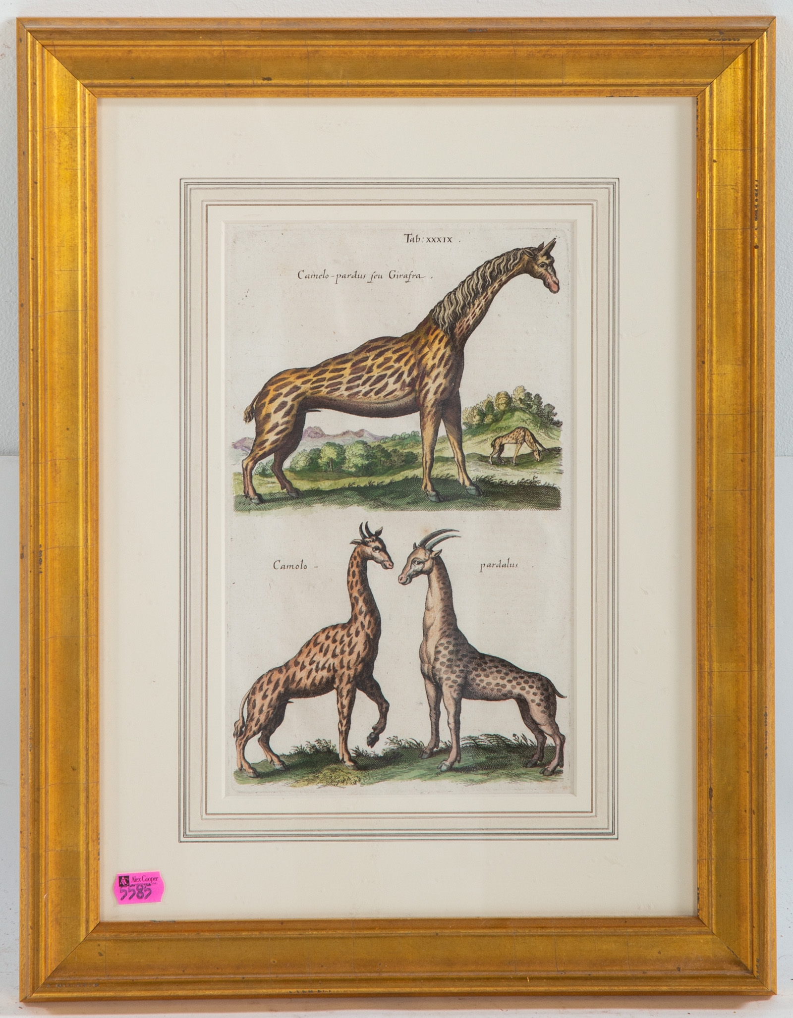 Matthäus Merian the Elder | Giraffes (Circa 1657) | MutualArt